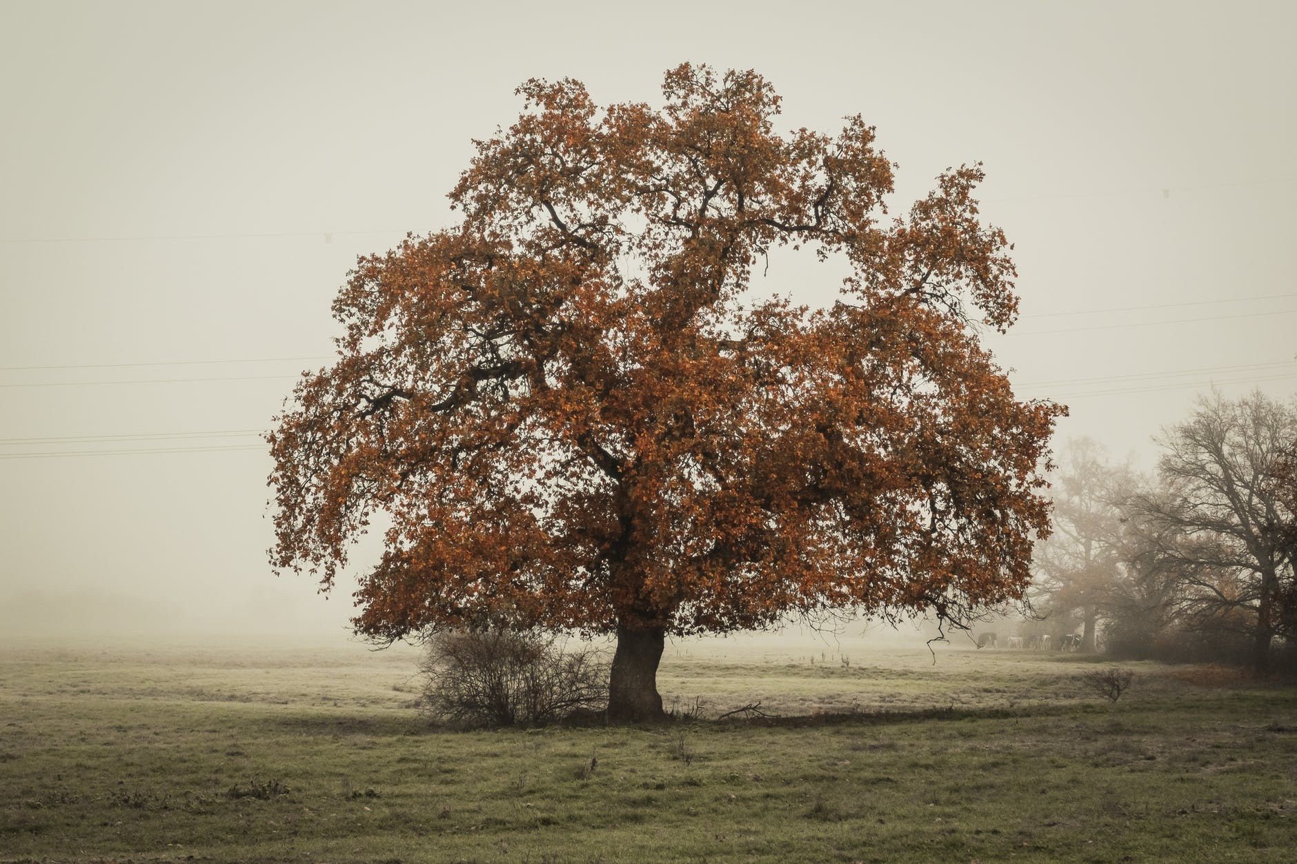 The Long Term Benefits of Planting Acorns Today | Always Reforming